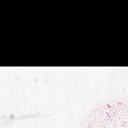 Histology at Yale Virtual Microscope