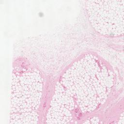 Histology at Yale Virtual Microscope