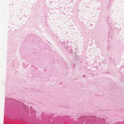 Histology at Yale Virtual Microscope