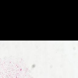 Histology at Yale Virtual Microscope