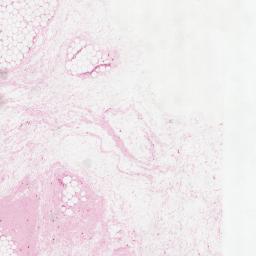 Histology at Yale Virtual Microscope