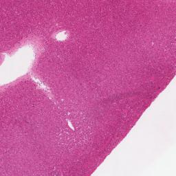 Histology at Yale Virtual Microscope