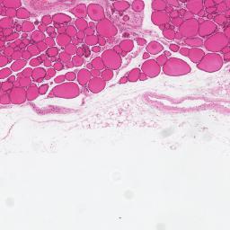 Histology at Yale Virtual Microscope