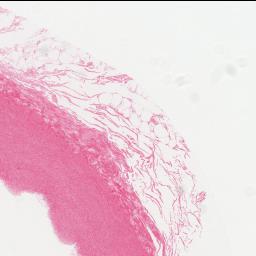 Histology at Yale Virtual Microscope