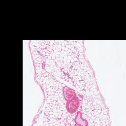 Histology at Yale Virtual Microscope