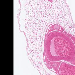 Histology at Yale Virtual Microscope
