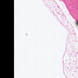 Histology at Yale Virtual Microscope