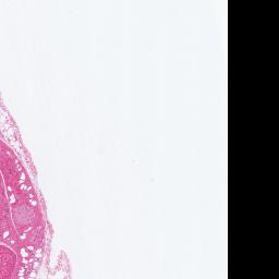 Histology at Yale Virtual Microscope