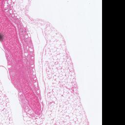 Histology at Yale Virtual Microscope