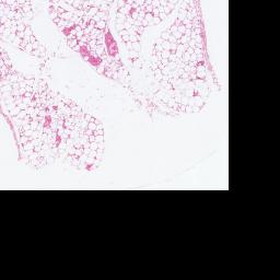 Histology at Yale Virtual Microscope