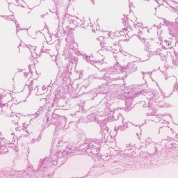 Histology at Yale Virtual Microscope