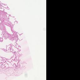 Histology at Yale Virtual Microscope