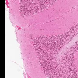 Histology at Yale Virtual Microscope