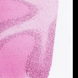 Histology at Yale Virtual Microscope