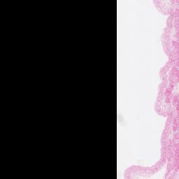 Histology at Yale Virtual Microscope