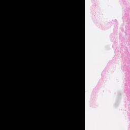 Histology at Yale Virtual Microscope