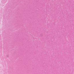 Histology at Yale Virtual Microscope