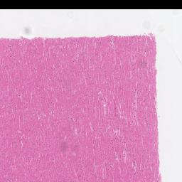 Histology at Yale Virtual Microscope