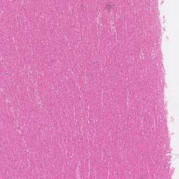 Histology at Yale Virtual Microscope