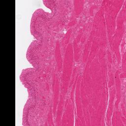 Histology at Yale Virtual Microscope