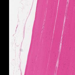 Histology at Yale Virtual Microscope