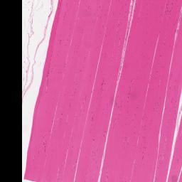 Histology at Yale Virtual Microscope