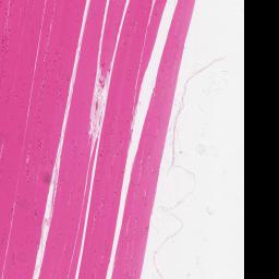 Histology at Yale Virtual Microscope