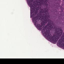 Histology at Yale Virtual Microscope