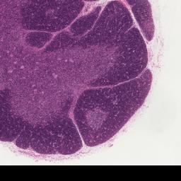 Histology at Yale Virtual Microscope