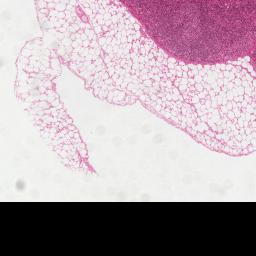 Histology at Yale Virtual Microscope
