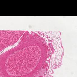 Histology at Yale Virtual Microscope