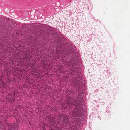 Histology at Yale Virtual Microscope