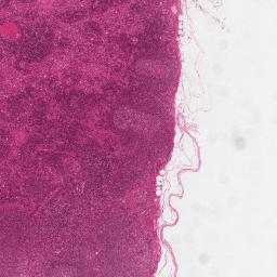 Histology at Yale Virtual Microscope