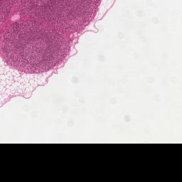 Histology at Yale Virtual Microscope