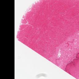 Histology at Yale Virtual Microscope