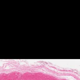 Histology at Yale Virtual Microscope