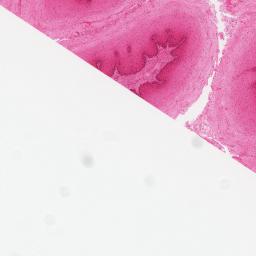 Histology at Yale Virtual Microscope