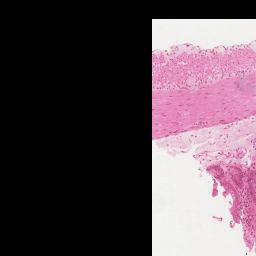 Histology at Yale Virtual Microscope