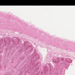 Histology at Yale Virtual Microscope