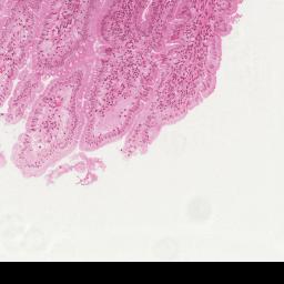 Histology at Yale Virtual Microscope