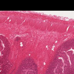 Histology at Yale Virtual Microscope