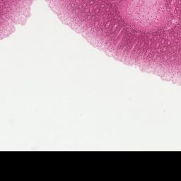 Histology at Yale Virtual Microscope