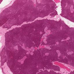 Histology at Yale Virtual Microscope