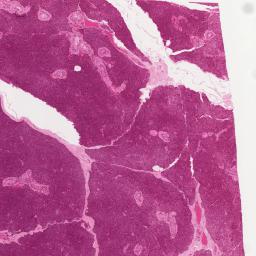 Histology at Yale Virtual Microscope