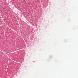 Medical Cell Biology