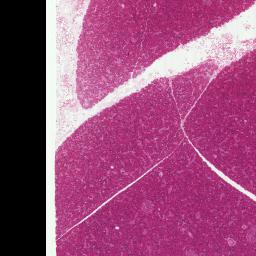 Histology at Yale Virtual Microscope