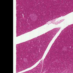 Histology at Yale Virtual Microscope