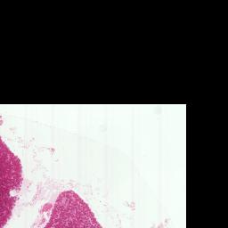 Histology at Yale Virtual Microscope