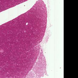 Histology at Yale Virtual Microscope