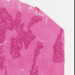 Histology at Yale Virtual Microscope